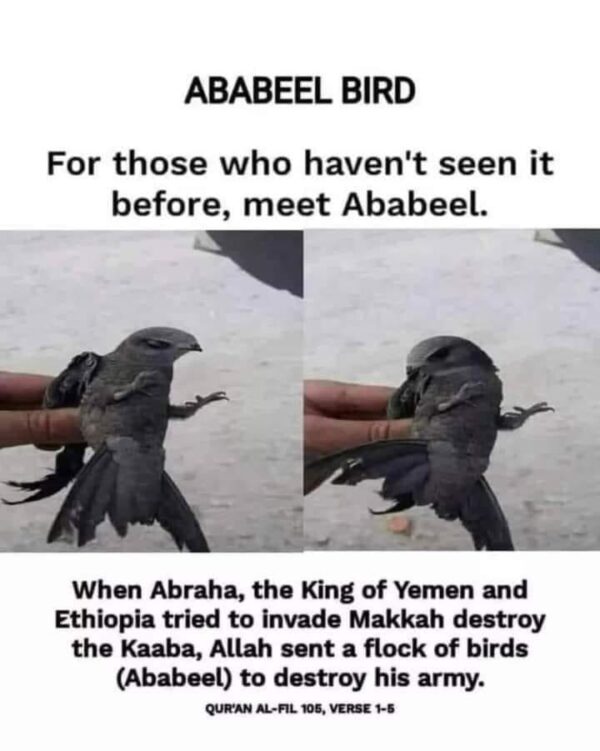 How Ababeel Protected Kaaba When It Was Attacked – Surah Al Fil